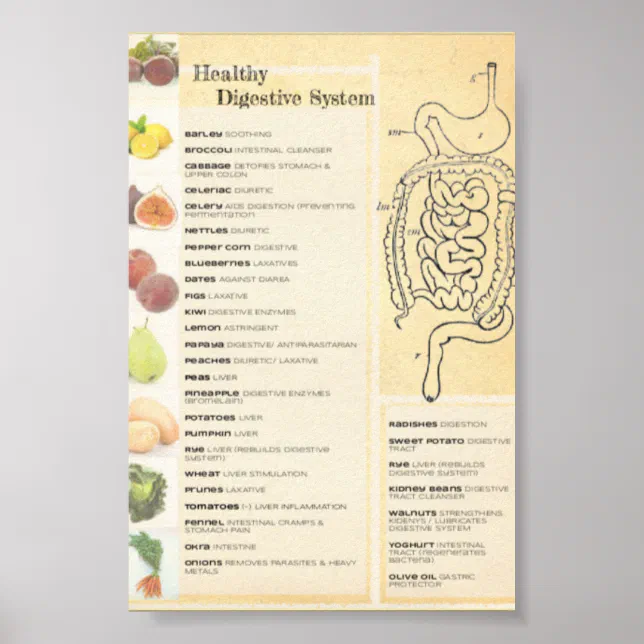 Healthy Digestive System Poster | Zazzle