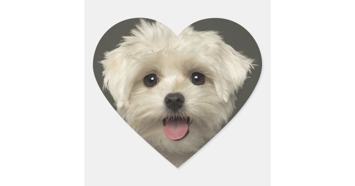 Hello Maltese Puppy Dog Stickers / Seals | Zazzle