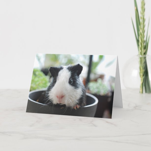 Guinea Pig Cards | Zazzle UK