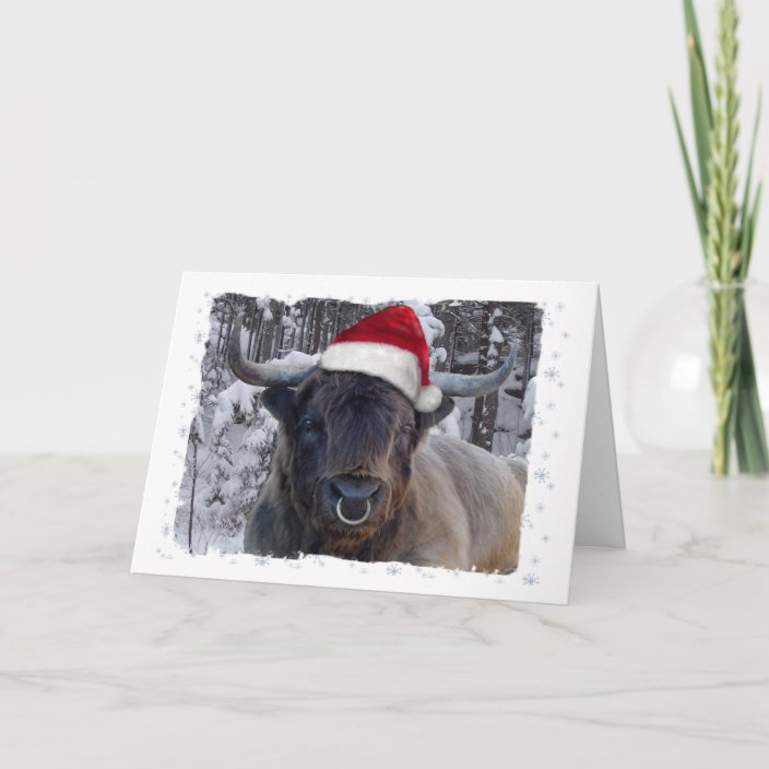 Highland Cattle Christmas Card | Zazzle.co.uk