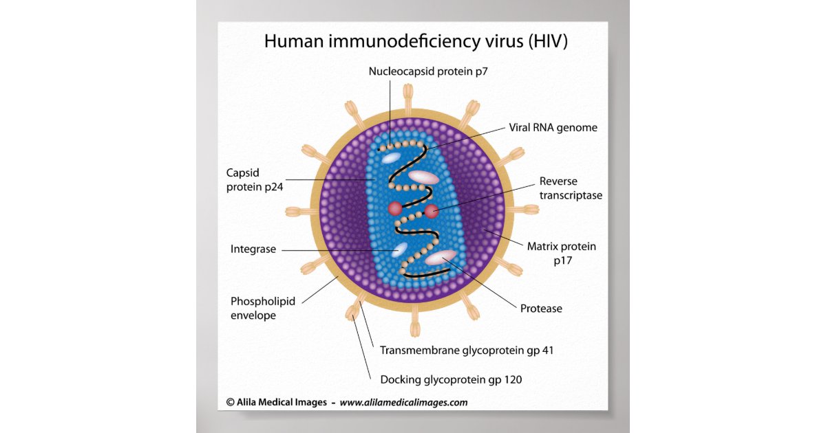 HIV virus structure, labelled diagram. Poster | Zazzle