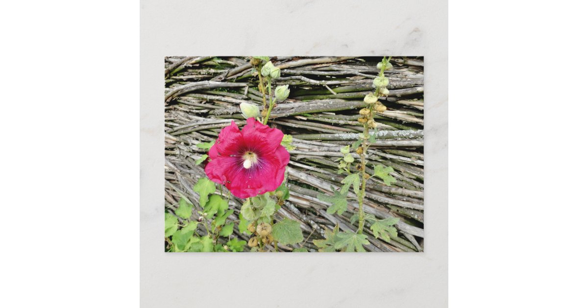 Hollyhock by a traditional Ukrainian fencing Postcard | Zazzle