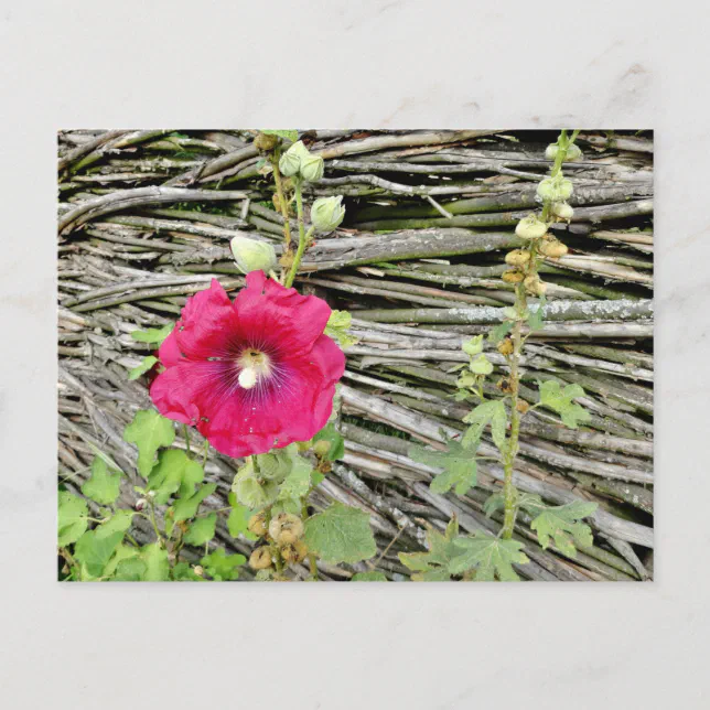 Hollyhock by a traditional Ukrainian fencing Postcard | Zazzle
