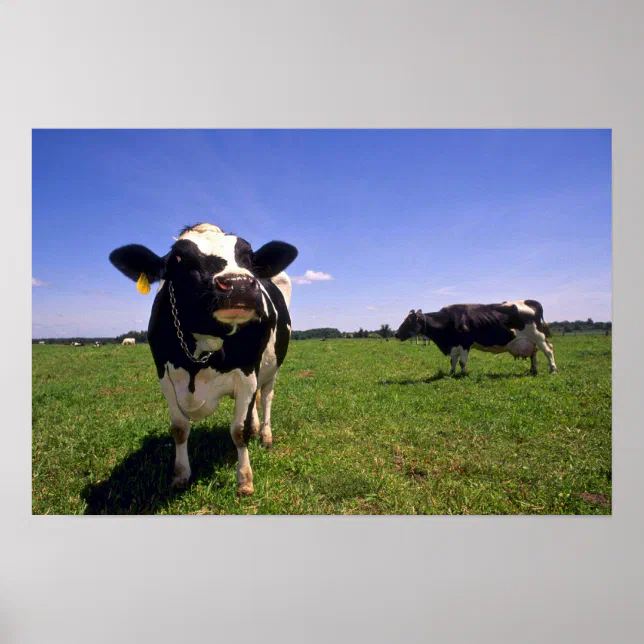 Holstein Dairy Cattle Poster | Zazzle