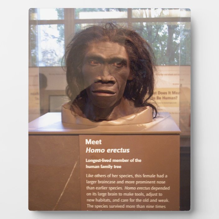 Homo erectus; museum exhibit plaque | Zazzle.co.uk