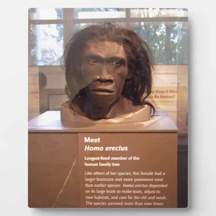 Homo erectus; museum exhibit plaque | Zazzle