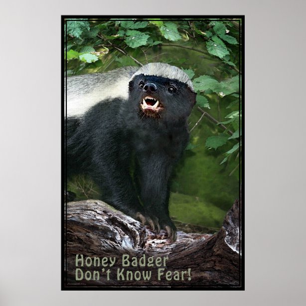 Badger Posters & Prints | Zazzle UK