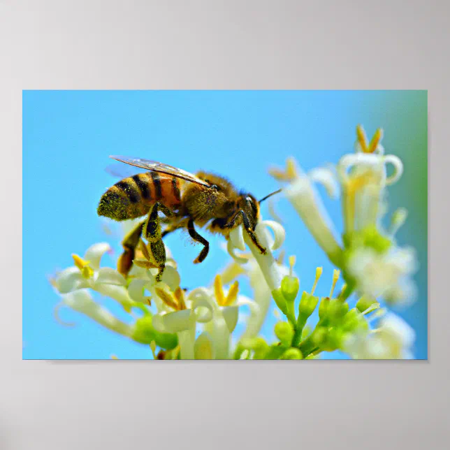 Honey Bee Poster | Zazzle