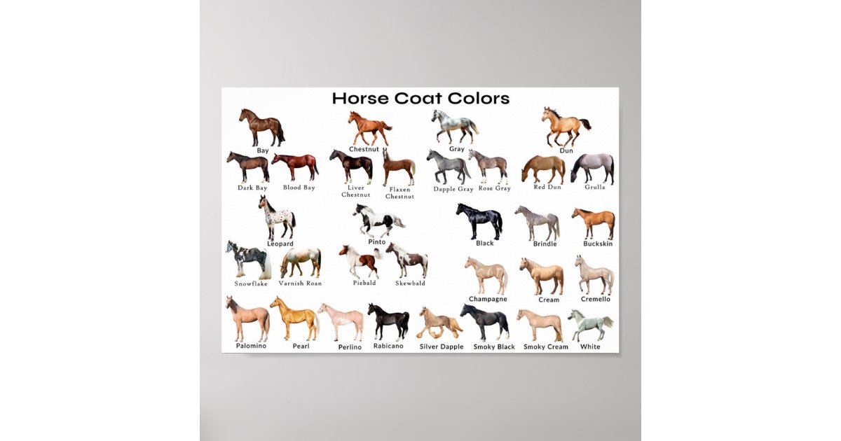 Horse Coat Colours Poster | Zazzle