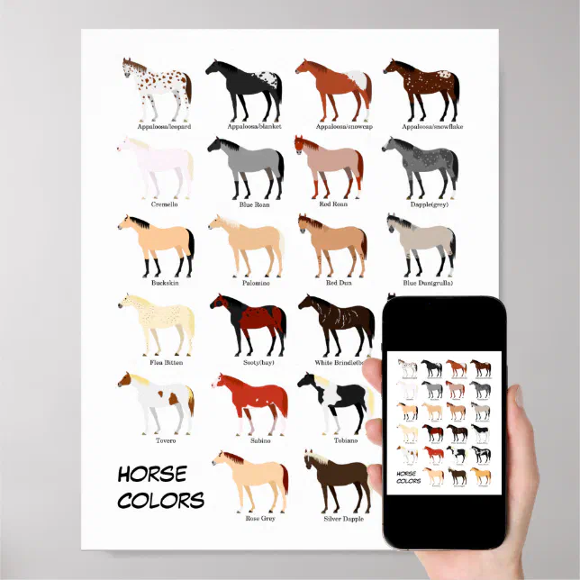 horse colour chart poster | Zazzle