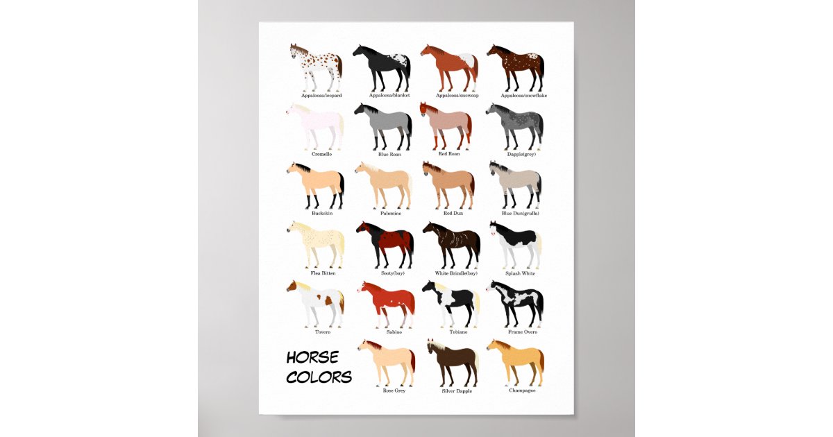horse colour chart poster | Zazzle
