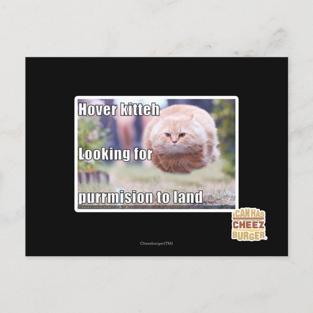 Hover kitteh postcard | Zazzle
