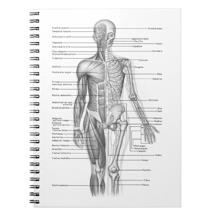 Human Anatomy Chart Notebook | Zazzle