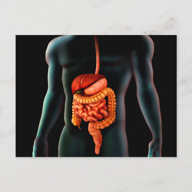 Human Body And Digestive System Postcard | Zazzle