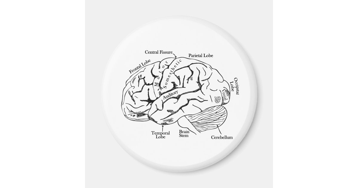 Human Brain Magnet | Zazzle