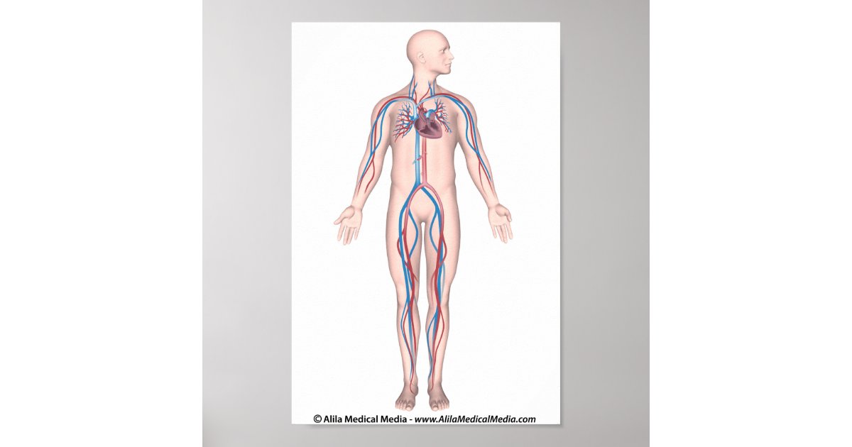 Human circulation system unlabeled poster | Zazzle