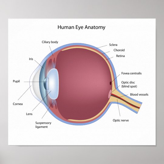 Human Eye Anatomy Poster | Zazzle.co.uk
