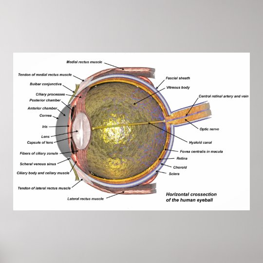 Human eye poster | Zazzle.co.uk