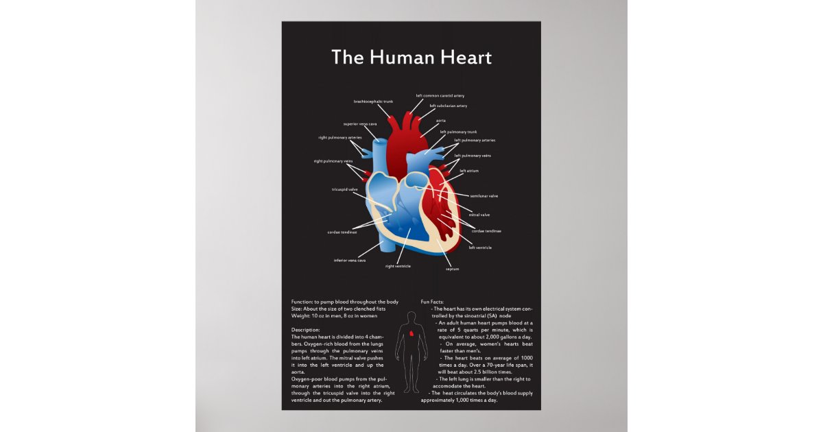 Human Heart Poster | Zazzle