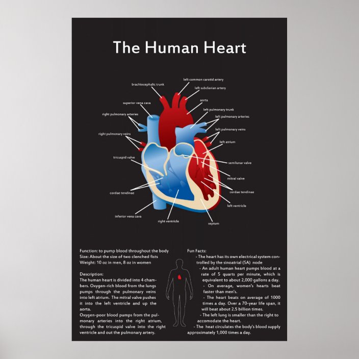 Human Heart Poster | Zazzle.co.uk