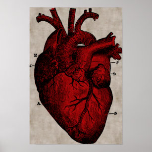 Heart Diagram Posters & Prints | Zazzle UK