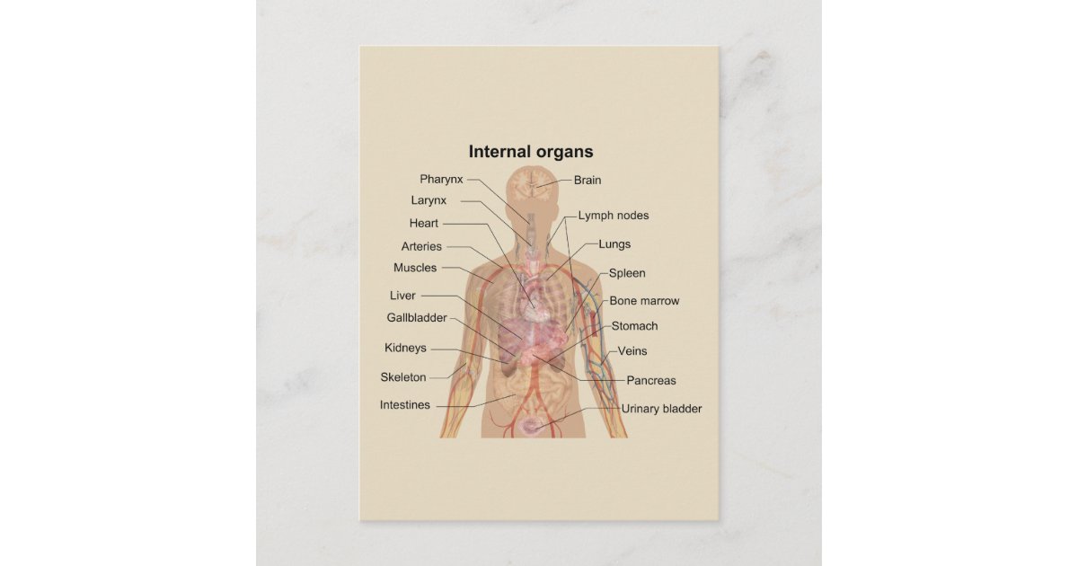 Human Internal Organs Chart Postcard | Zazzle