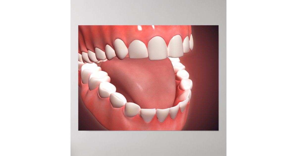 Human Mouth Open, Showing Teeth, Gums And Tongue Poster | Zazzle