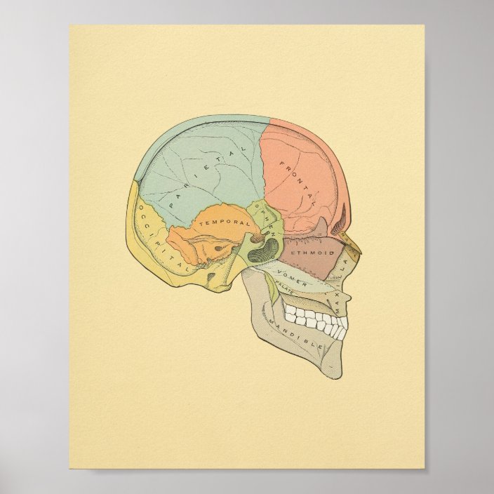 Human Skull Grey's Anatomy Print | Zazzle.co.uk