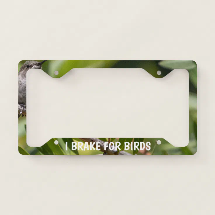 Hummingbird License Plate Frame | Zazzle