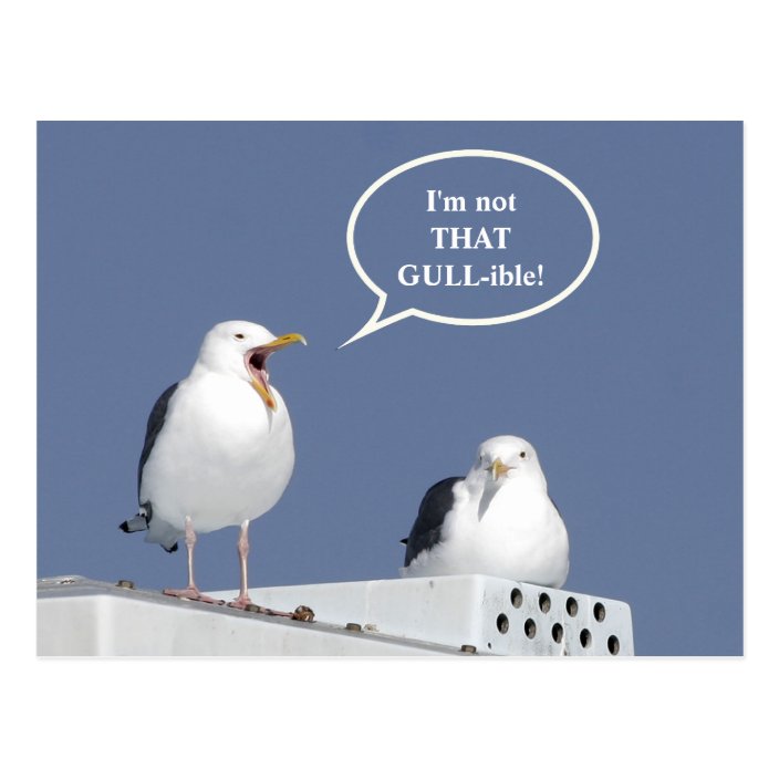 Humourous Yelling Seagull Funny Post Card | Zazzle.co.uk