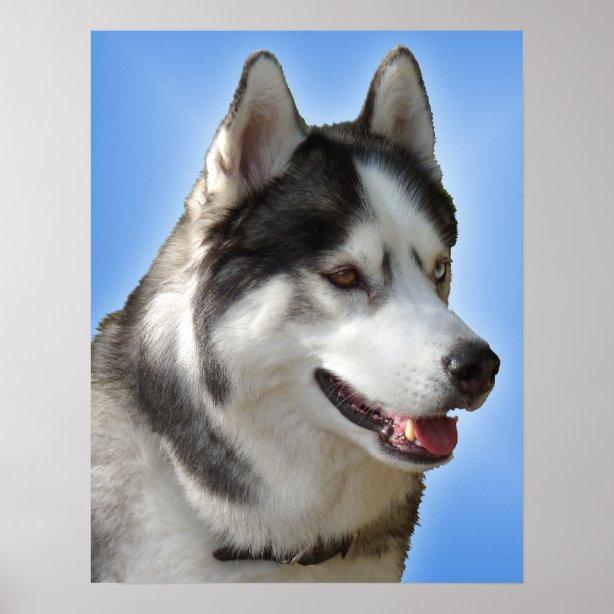 Husky Posters & Prints | Zazzle UK