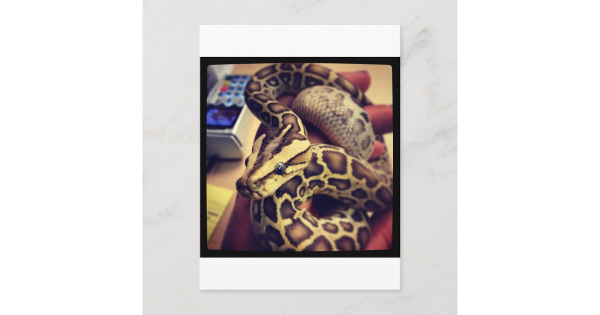 Hypo baby burmese python photo design. postcard | Zazzle