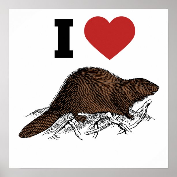 Beaver Posters & Prints | Zazzle UK