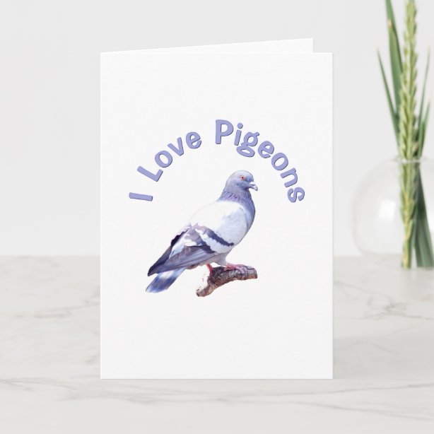 Pigeon Cards | Zazzle UK