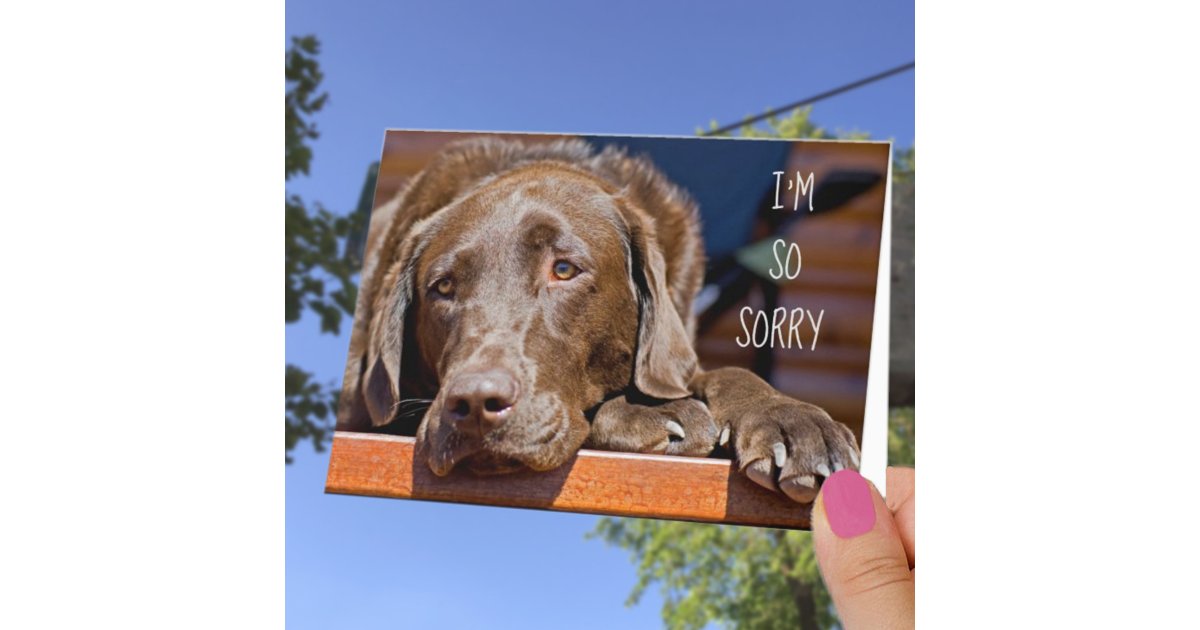I'm Sorry Labrador Retriever Belated Birthday Card | Zazzle