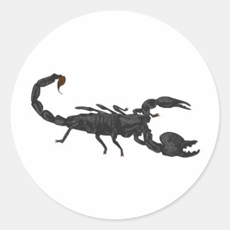 Scorpion Stickers | Zazzle.co.uk