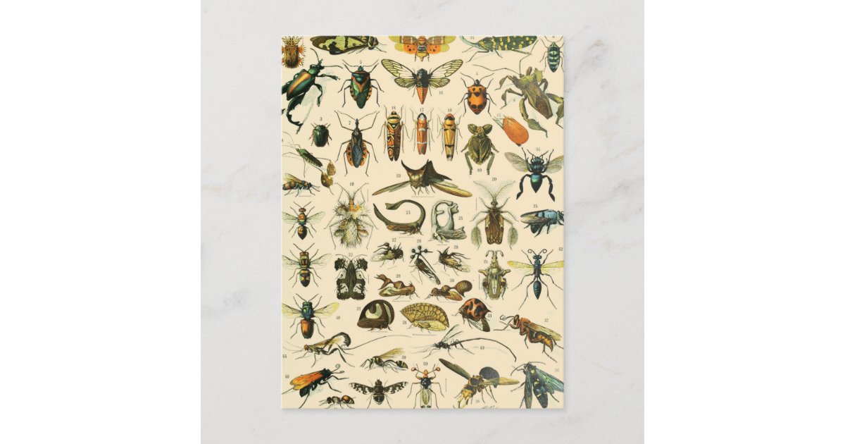 Insect and Bugs Chart Vintage Entomology Postcard | Zazzle