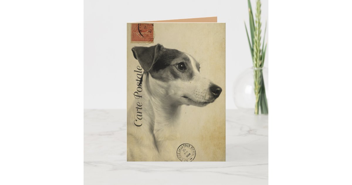 Jack Russell Vintage Postcard | Zazzle