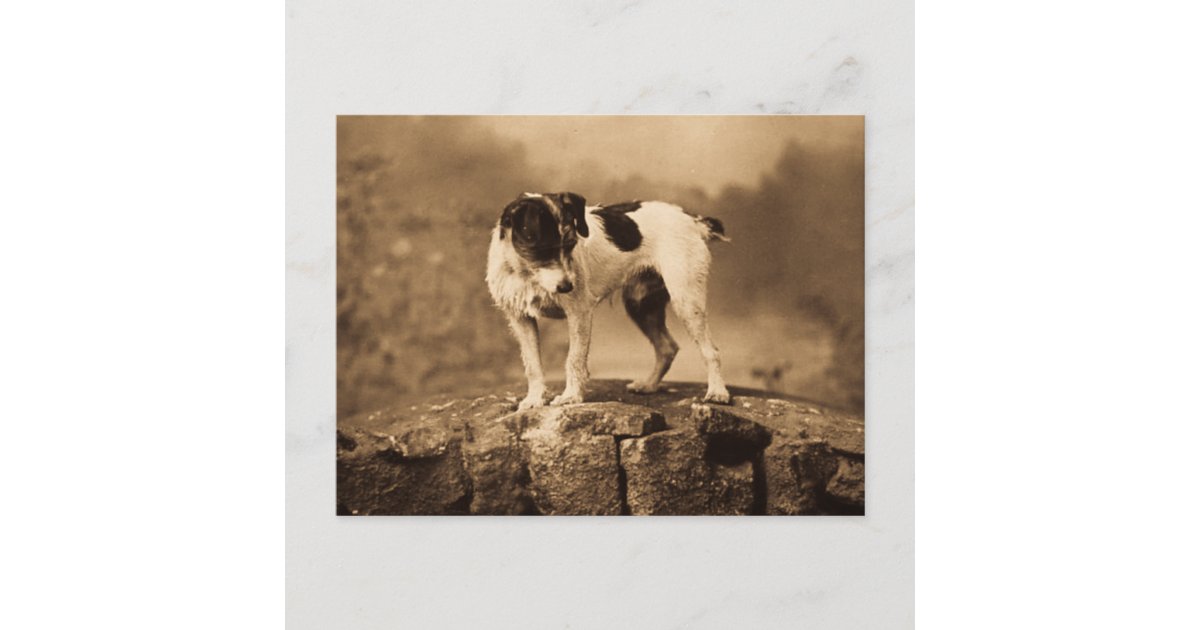Jack the Vintage Jack Russell Terrier Postcard | Zazzle