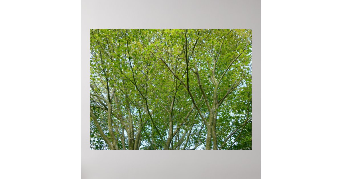 Japanese Maple Poster | Zazzle