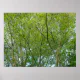 Japanese Maple Poster | Zazzle