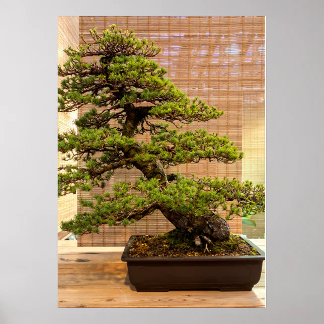 Japanese White Pine Bonsai Tree Photo Poster | Zazzle