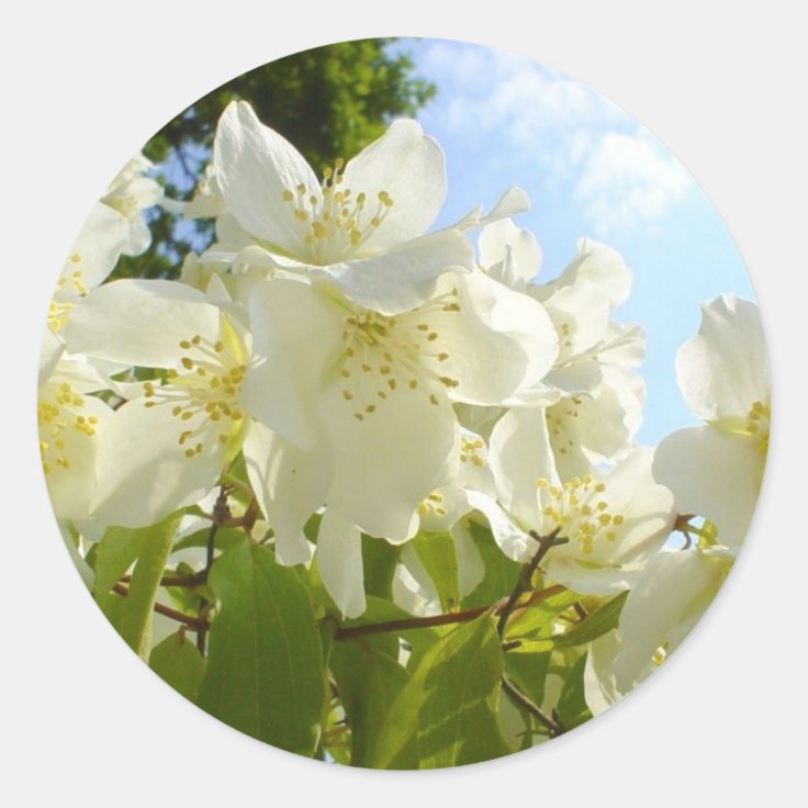 Jasmine Flowers Classic Round Sticker | Zazzle