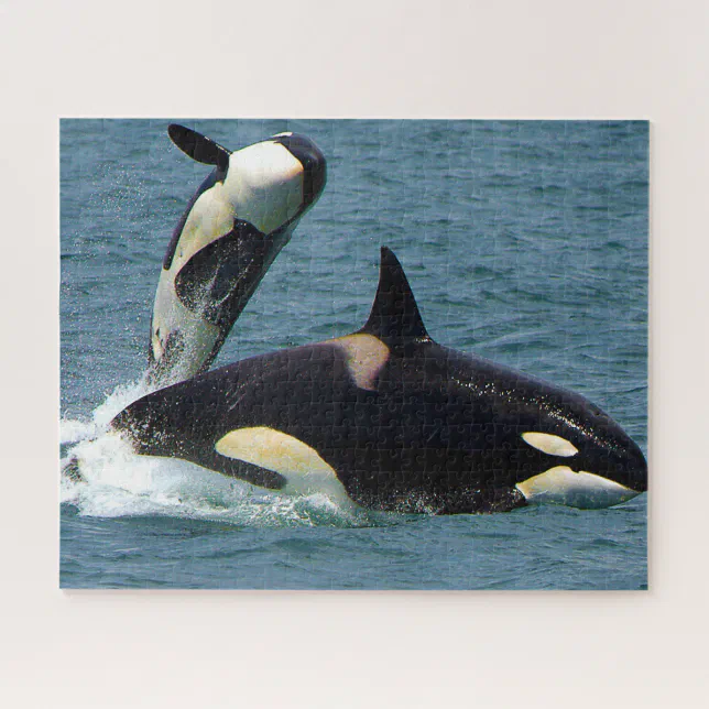 Jigsaws Orcas or Killer Whales Jigsaw Puzzle | Zazzle