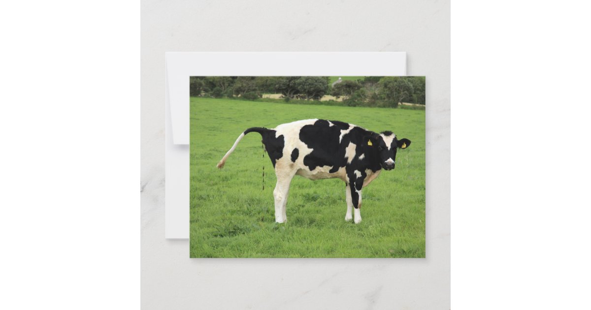 kackende Kuh | Zazzle