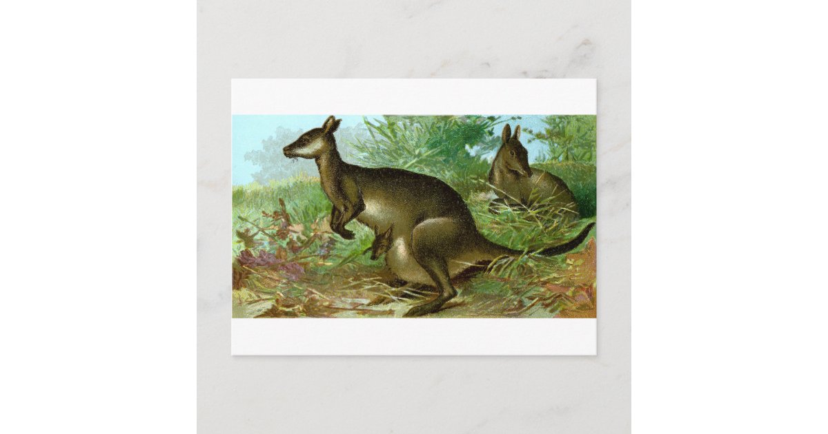 Kangaroo Postcard | Zazzle
