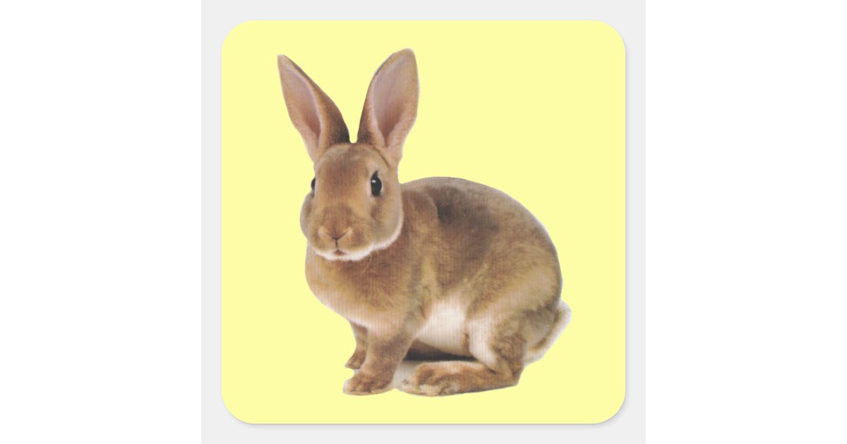 Kawaii Cute Bunny Rabbit Square Sticker | Zazzle