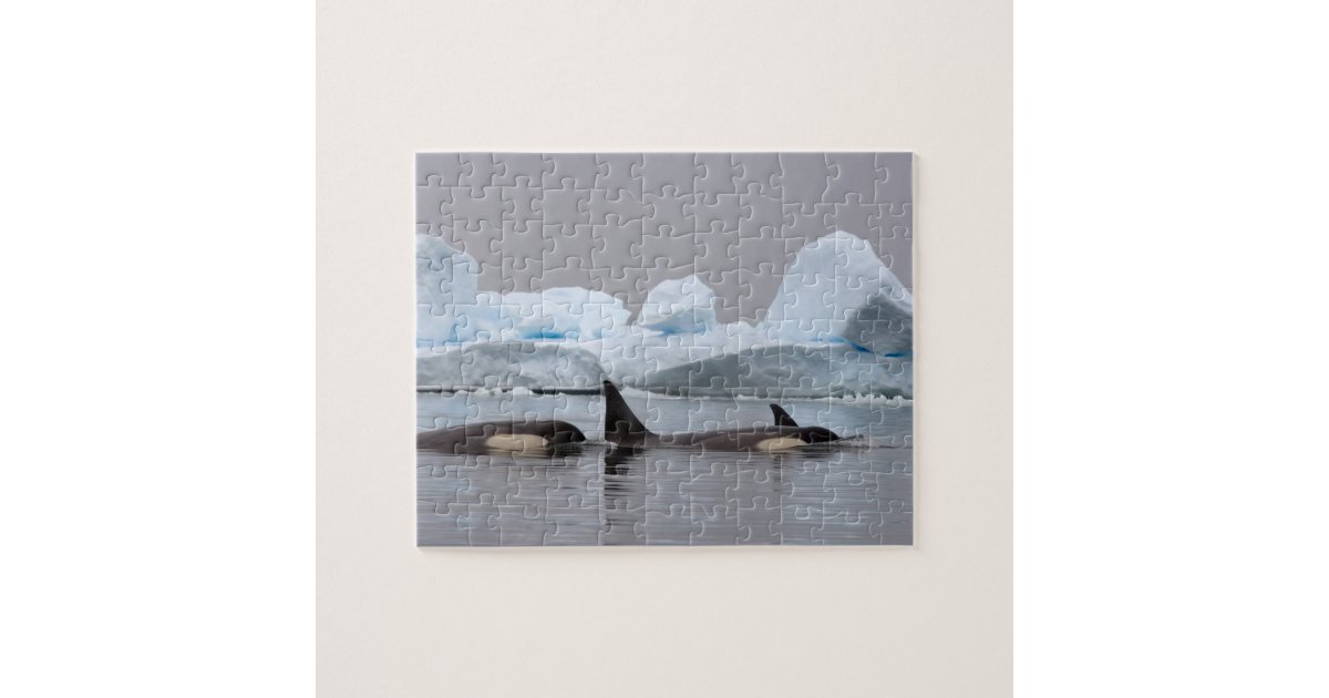 killer whales (orcas), Orcinus orca, pod Jigsaw Puzzle | Zazzle