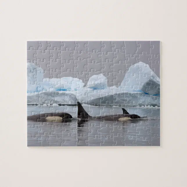 killer whales (orcas), Orcinus orca, pod Jigsaw Puzzle | Zazzle