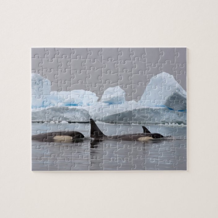 killer whales (orcas), Orcinus orca, pod Jigsaw Puzzle | Zazzle.co.uk